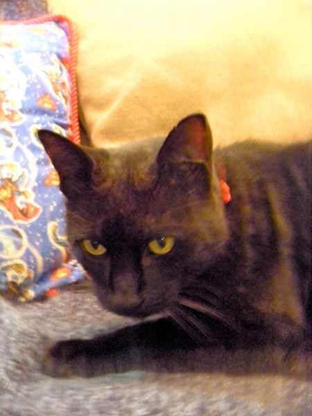 Friday Flashback 004: The Astonishing True Tale of the Comic-Con Cat ...