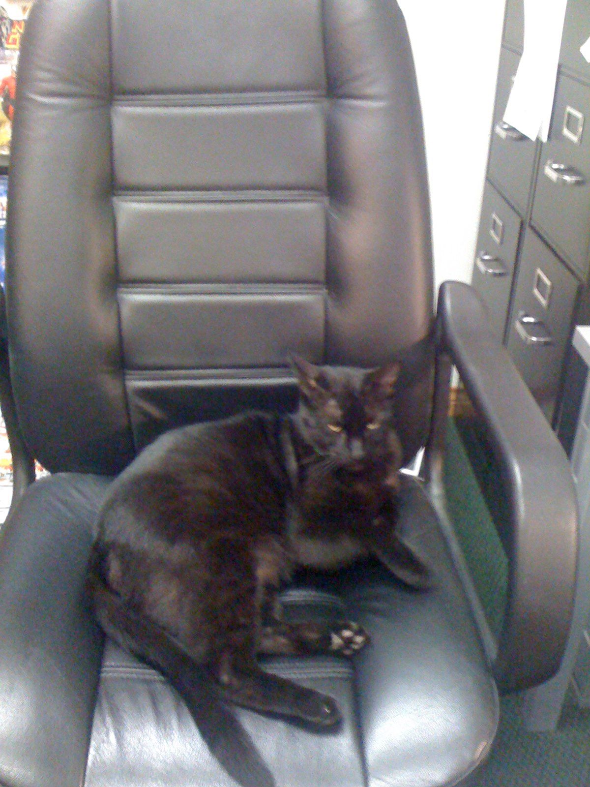 Friday Flashback 004: The Astonishing True Tale of the Comic-Con Cat ...